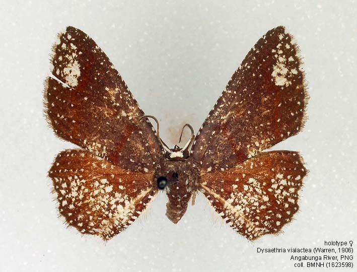 Papua Insects Foundation (Lepidoptera/Uraniidae)